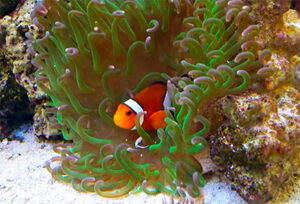 The Top 5 Tips for Beginner Reefkeepers | Reef Builders | The Reef and ...