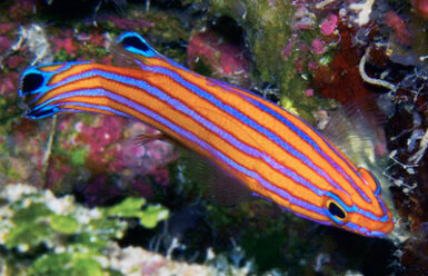 The Candy Basslet: A Sweet Deepwater Denizen on Many a Hobbyist’s Wish ...