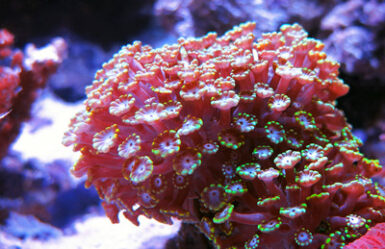 What to Consider when Converting a Fish-only Tank to a Reef System ...