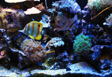 Some Subtle Signs that a Fish is Sick | Reef Builders | The Reef and ...