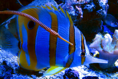 Fish Health Through Slime | Reef Builders | The Reef and Saltwater ...