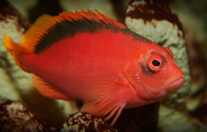 The Flame Hawkfish: a Vision in Red | Reef Builders | The Reef and ...