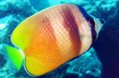 Chaetodon kleinii: An Excellent Beginner’s Butterflyfish | Reef ...