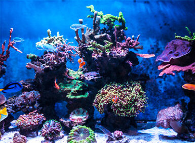 Top 10 Traits of a Successful Reefkeeper | Reef Builders | The Reef and ...