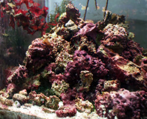 The Many Possible Purposes of the Saltwater Refugium | Reef Builders ...