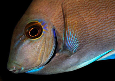 Treating a Sick Marine Fish? First Do No Harm! | Reef Builders | The ...