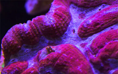 Symphyllia: So Stunning, Yet Success Eludes Me! | Reef Builders | The ...