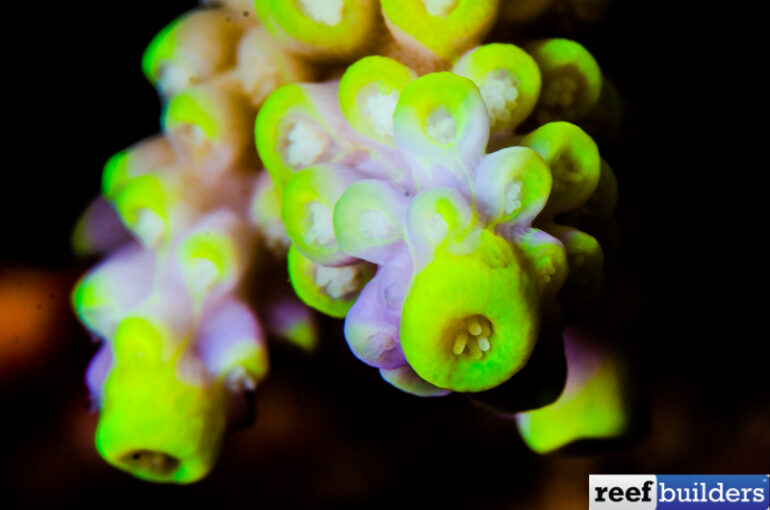 Acropora donei, actually a classic Oz Acro. | Reef Builders | The Reef ...
