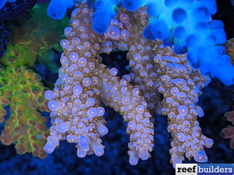Acropora donei, actually a classic Oz Acro. | Reef Builders | The Reef ...
