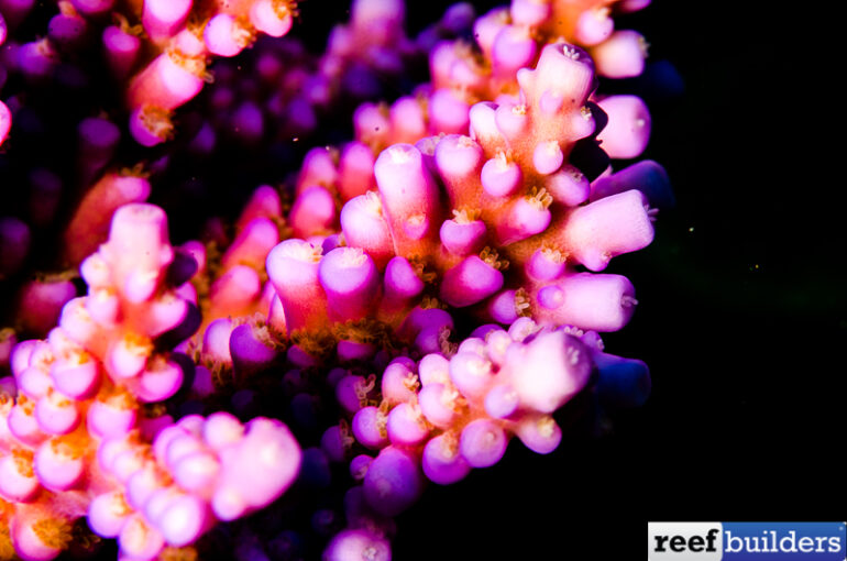 Acropora donei, actually a classic Oz Acro. | Reef Builders | The Reef ...