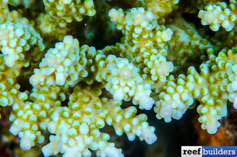 Acropora donei, actually a classic Oz Acro. | Reef Builders | The Reef ...