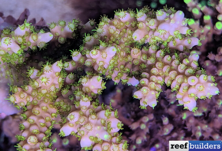 Acropora donei, actually a classic Oz Acro. | Reef Builders | The Reef ...