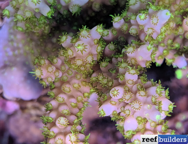 Acropora donei, actually a classic Oz Acro. | Reef Builders | The Reef ...
