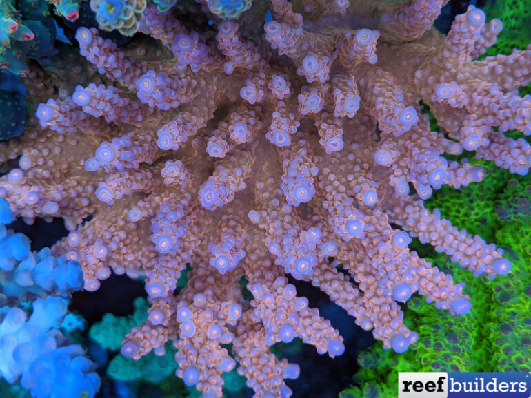Acropora donei, actually a classic Oz Acro. | Reef Builders | The Reef ...