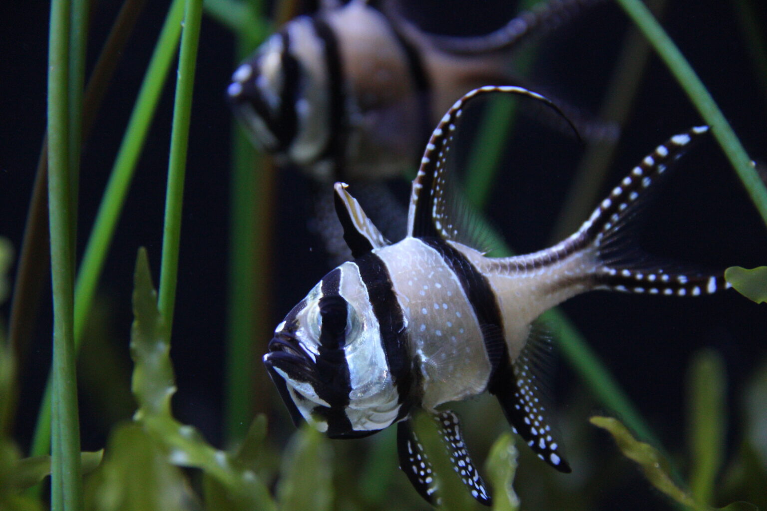 Banggai Cardinalfish Are Full Of Personality To Quickly Fill A Small ...