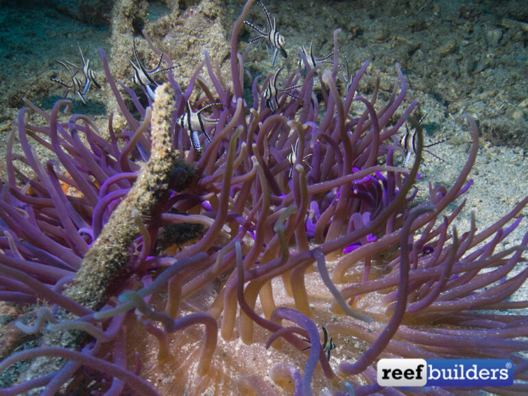 Banggai Cardinalfish Are Full Of Personality To Quickly Fill A Small ...