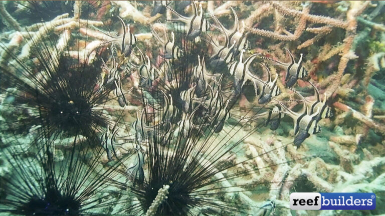 Banggai Cardinalfish Are Full Of Personality To Quickly Fill A Small ...