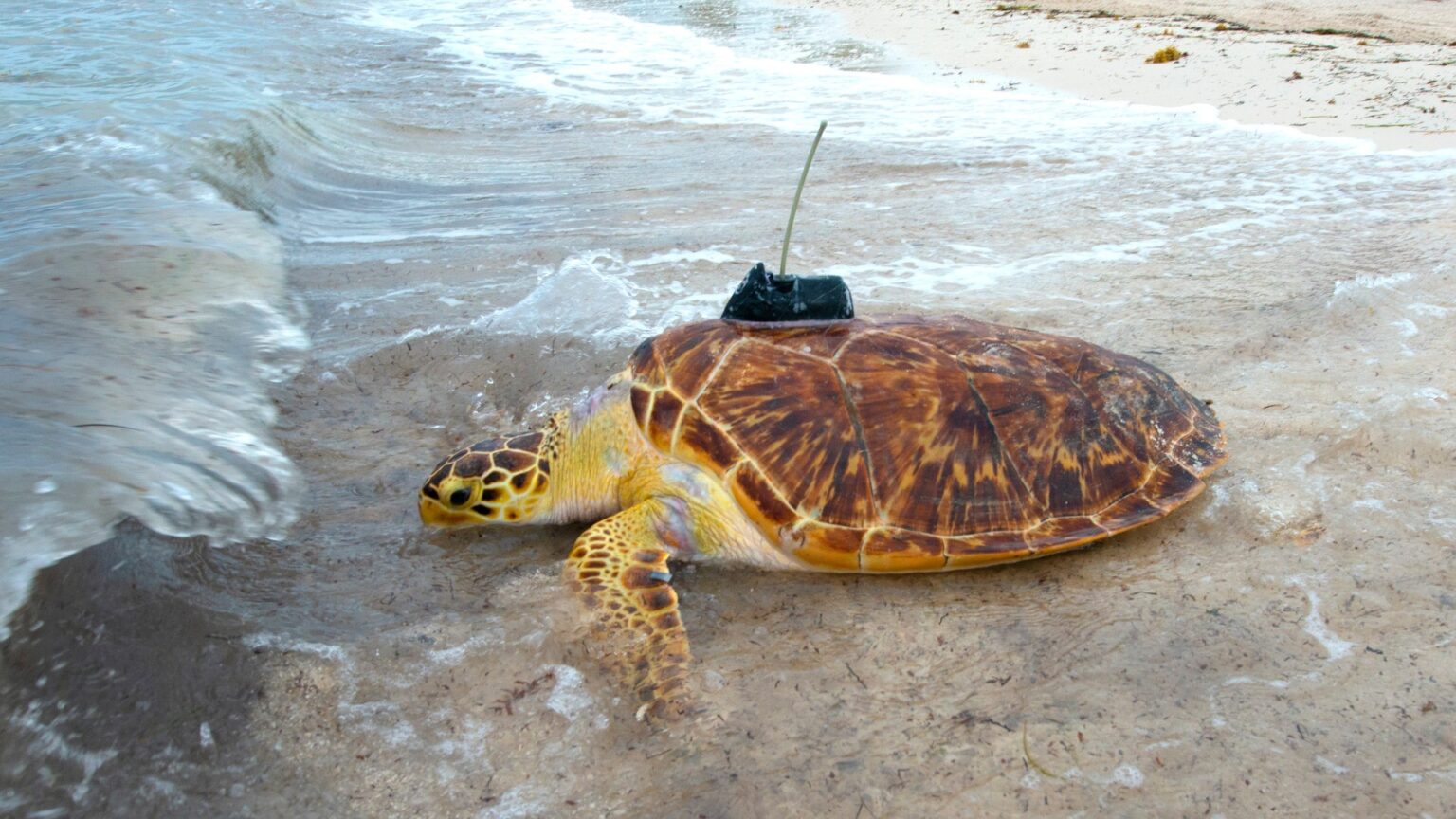 Rare Hybrid Hawksbill-Green Sea Turtle Joins Tour de Turtles Race in ...