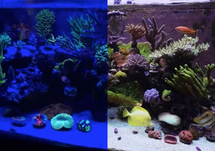 Tag: coral view lens | Reef Builders | The Reef and Saltwater Aquarium Blog