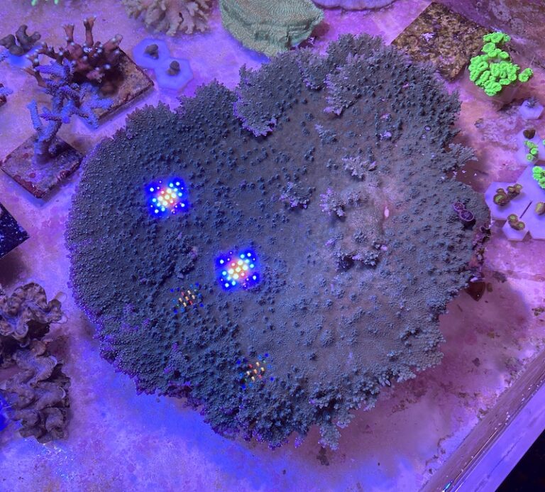 Moving a Huge Colony of Acropora efflorescens [Video] | Reef Builders ...