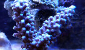Acropora for Beginners | Reef Builders | The Reef and Saltwater ...