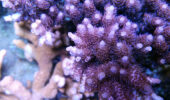 Acropora for Beginners | Reef Builders | The Reef and Saltwater ...