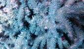 Acropora for Beginners | Reef Builders | The Reef and Saltwater ...