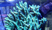 Acropora for Beginners | Reef Builders | The Reef and Saltwater ...