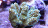 Acropora for Beginners | Reef Builders | The Reef and Saltwater ...
