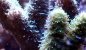 Acropora for Beginners | Reef Builders | The Reef and Saltwater ...
