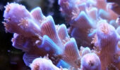 Acropora for Beginners | Reef Builders | The Reef and Saltwater ...