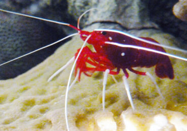Cleaner Shrimp: Practically Perfect Marine Aquarium Invertebrates ...