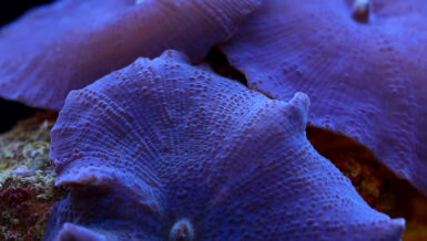 Discosoma Mushrooms: Beautiful, Adaptable, Beginner-Friendly Corals ...