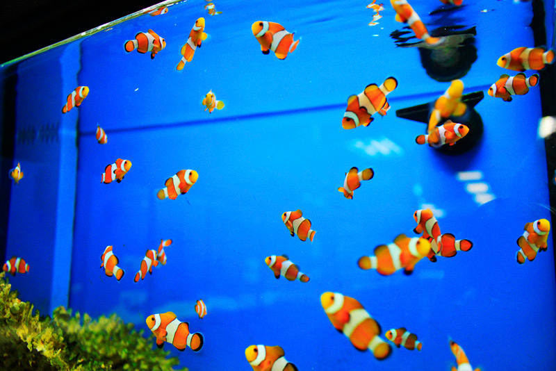 Guide to Choosing Healthy Saltwater Fish at your LFS | Reef Builders ...