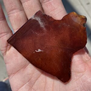 Red Encrusting Algae Grows in Freshwater Too | Reef Builders | The Reef ...