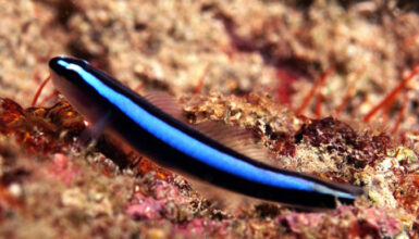 The Great Cleaner Wrasse and Cleaner Goby Throwdown! | Reef Builders ...