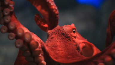 6 Reasons an Octopus is an Underwater Ninja | Reef Builders | The Reef ...