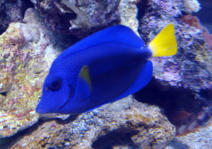 Tag: purple tang | Reef Builders | The Reef and Saltwater Aquarium Blog