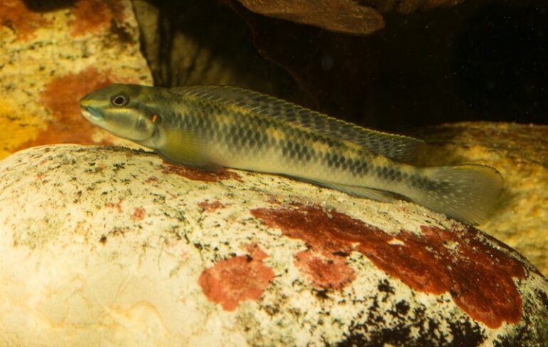 Red Encrusting Algae Grows in Freshwater Too | Reef Builders | The Reef ...