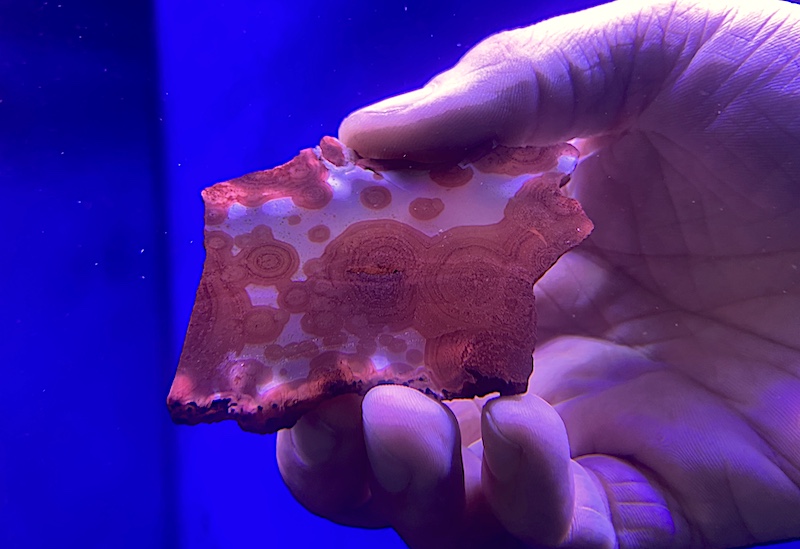 Red Encrusting Algae Grows in Freshwater Too | Reef Builders | The Reef ...