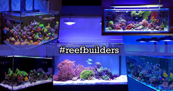 How to feed a coral reef tank | Reef Builders | The Reef and Saltwater ...