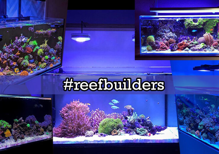 Category: Instagram | Reef Builders | The Reef and Saltwater Aquarium Blog