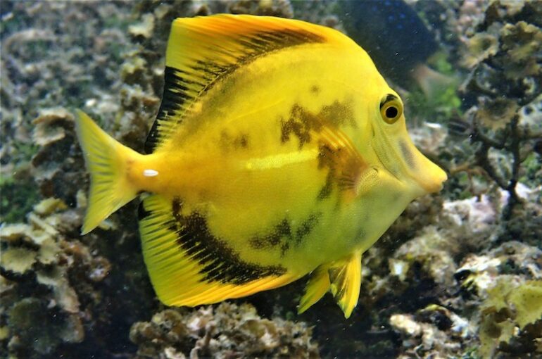 Wild Aberrant Scopas Tang Discovered in Kenya | Reef Builders | The ...
