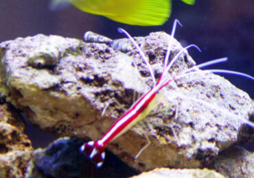 Cleaner Shrimp: Practically Perfect Marine Aquarium Invertebrates ...