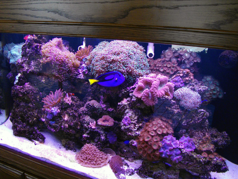 4 Reasons to Start with a Bigger Saltwater Tank | Reef Builders | The ...
