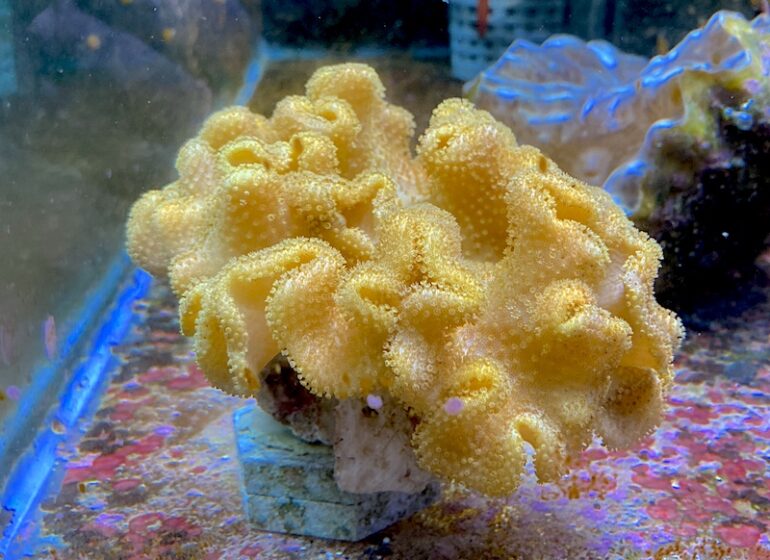 The ‘Fiji’ Yellow Leather Coral, Sarcophyton elegans | Reef Builders ...