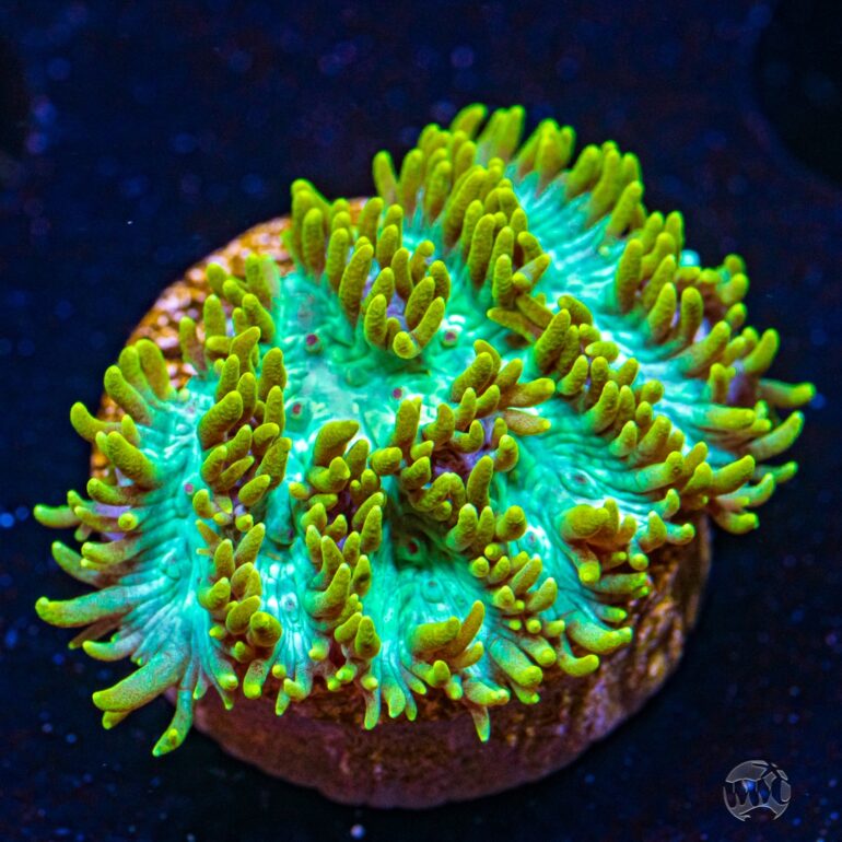 World Wide Corals 13th Anniversary Live Sale! | Reef Builders | The ...