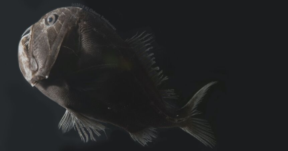 Awesome Fish Spotlight: The Catalina Goby | Reef Builders | The Reef ...