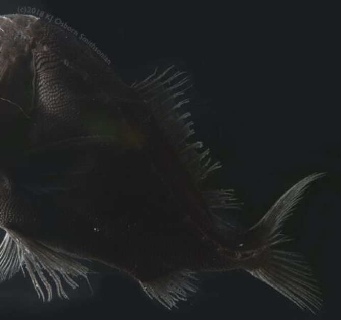 Microvore a planktivorus diet for marine fish, corals and inverts ...