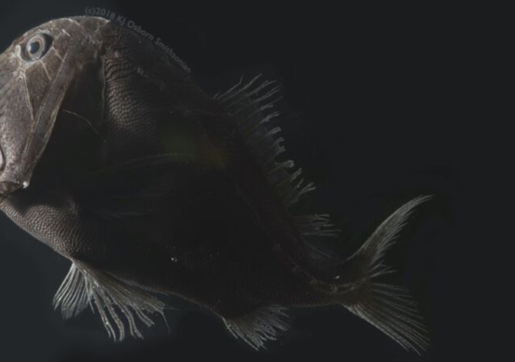 Category: Deep Water | Reef Builders | The Reef and Saltwater Aquarium Blog